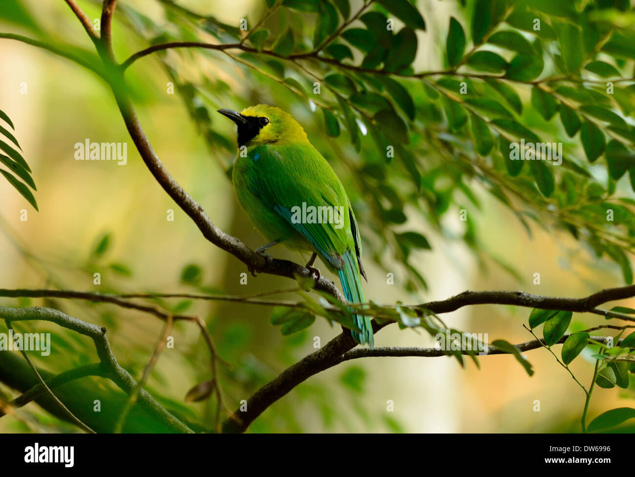 beautiful male blue-winged leafbird (Chloropsis cochinchinensis) in ...