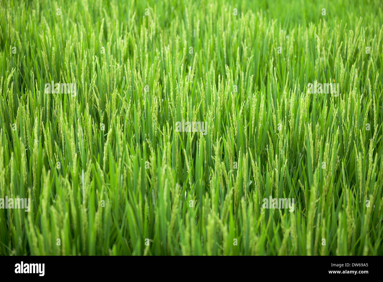 Blooming rice field close up Stock Photo - Alamy