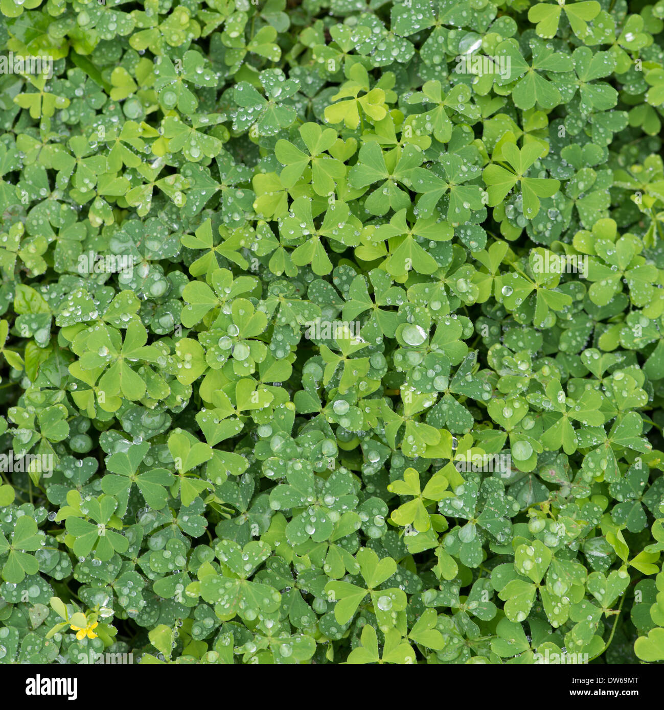 Background celtic hi-res stock photography and images - Alamy