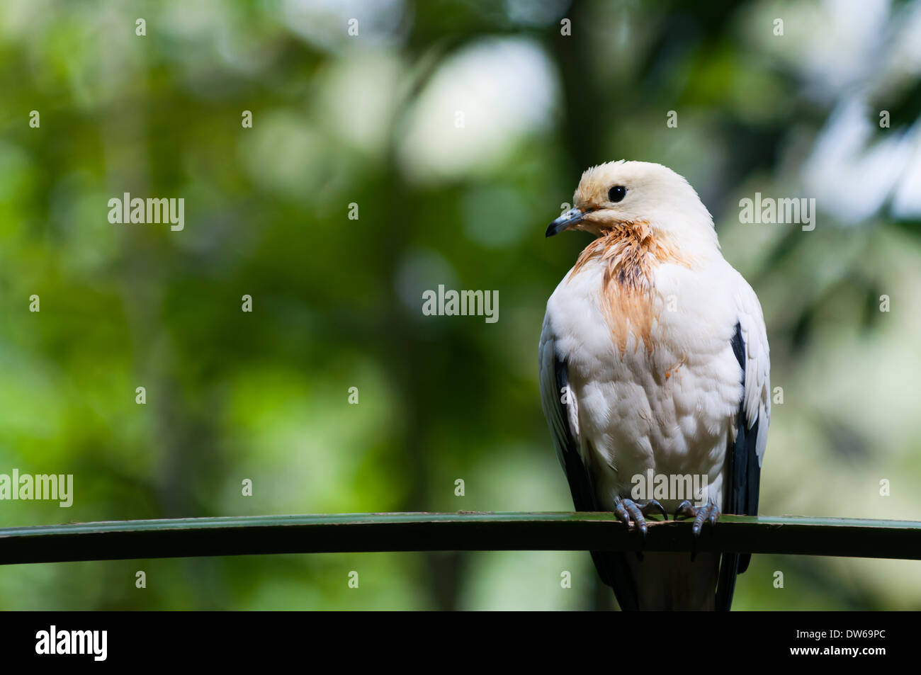 A pied imperial pigeon (ducula bicolor) at the Jurong Bird Park in ...