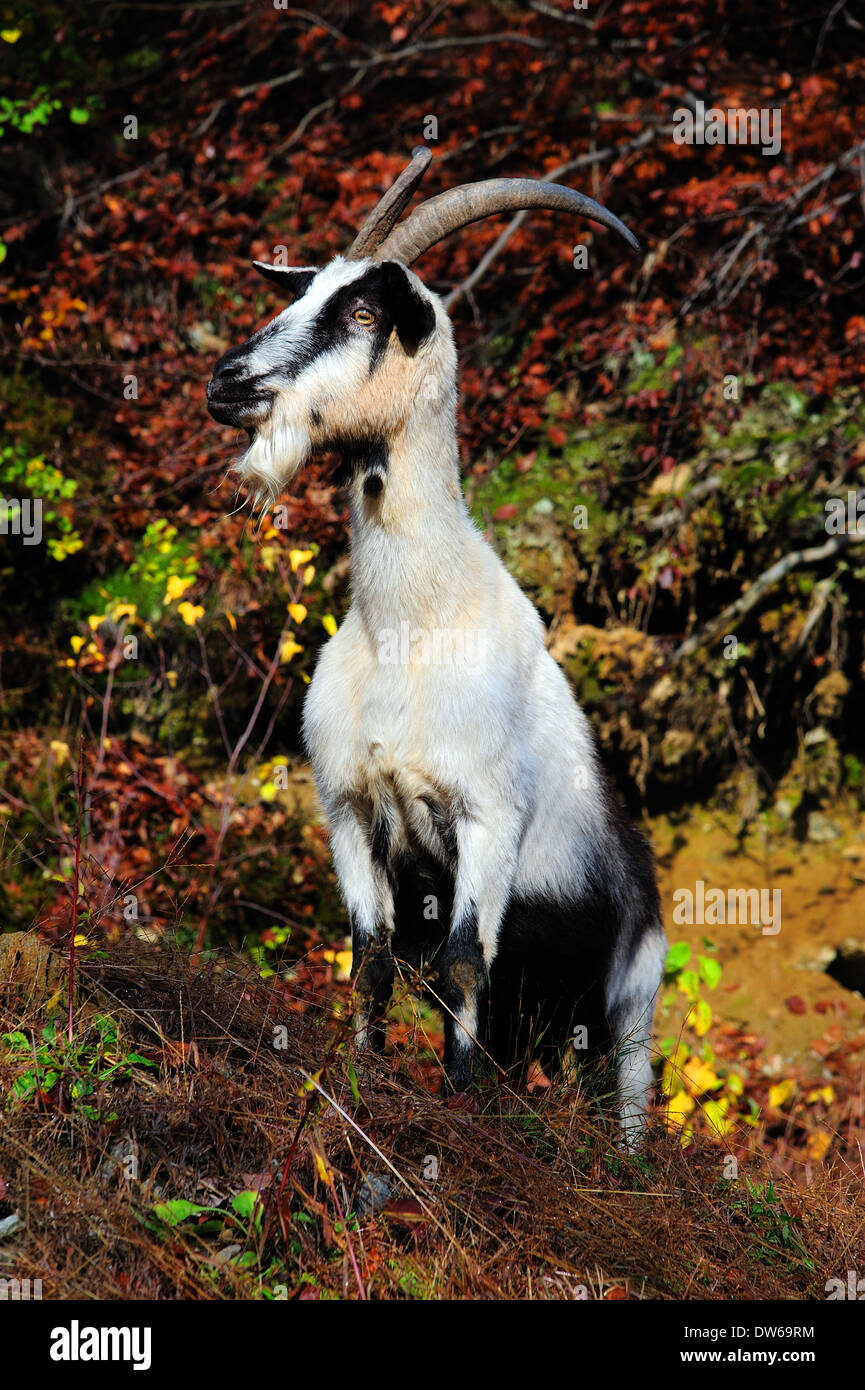 Alpine goat hi-res stock photography and images - Alamy