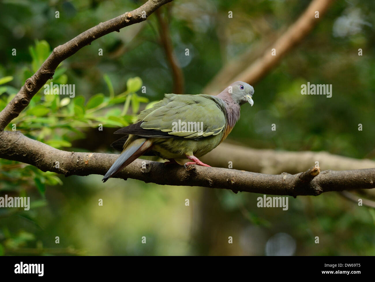 beautiful male Pink-necked Green-Pigeon (Treron vernans) possing on ...