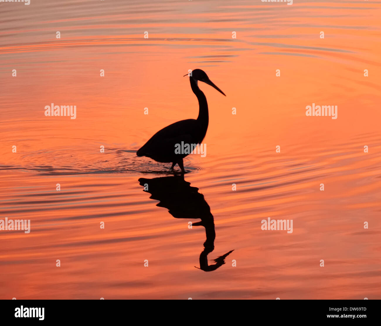 Crane fishing hi-res stock photography and images - Alamy
