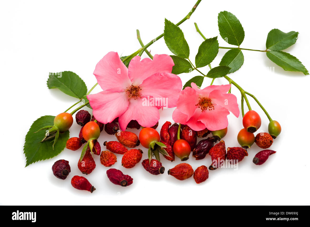 Fruits Of Rose at Helen Ervin blog