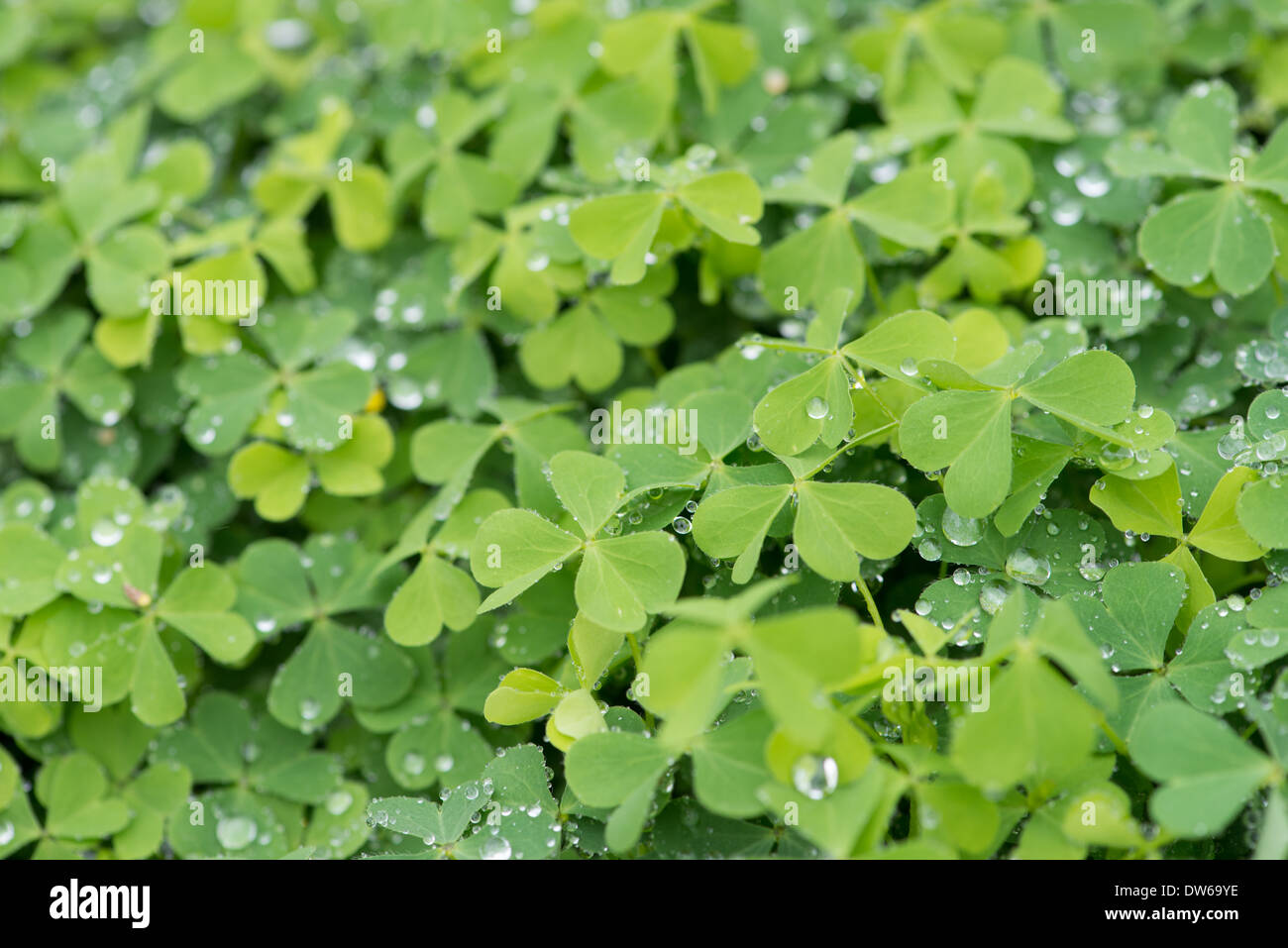 green clover background Stock Photo - Alamy