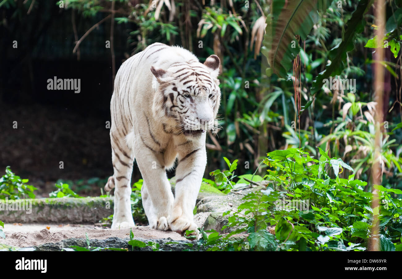 Tiger singapore hi-res stock photography and images - Alamy