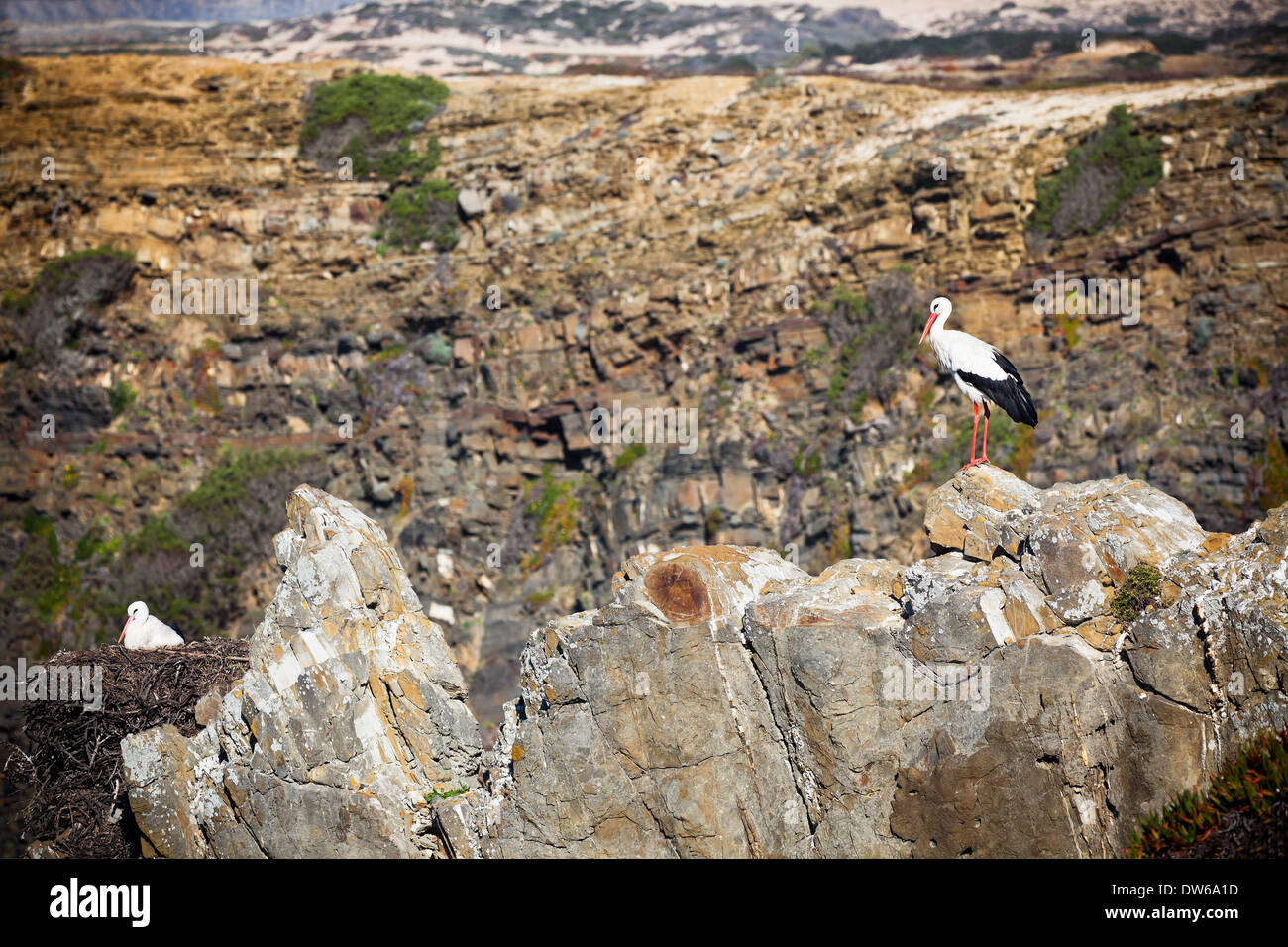 Storks Portugal Stock Photos & Storks Portugal Stock Images - Alamy