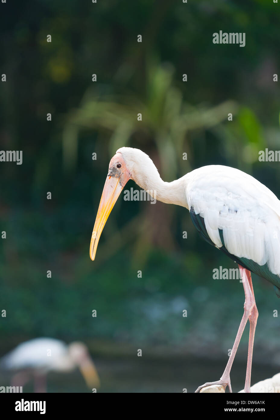 A yellow billed stork hi-res stock photography and images - Alamy
