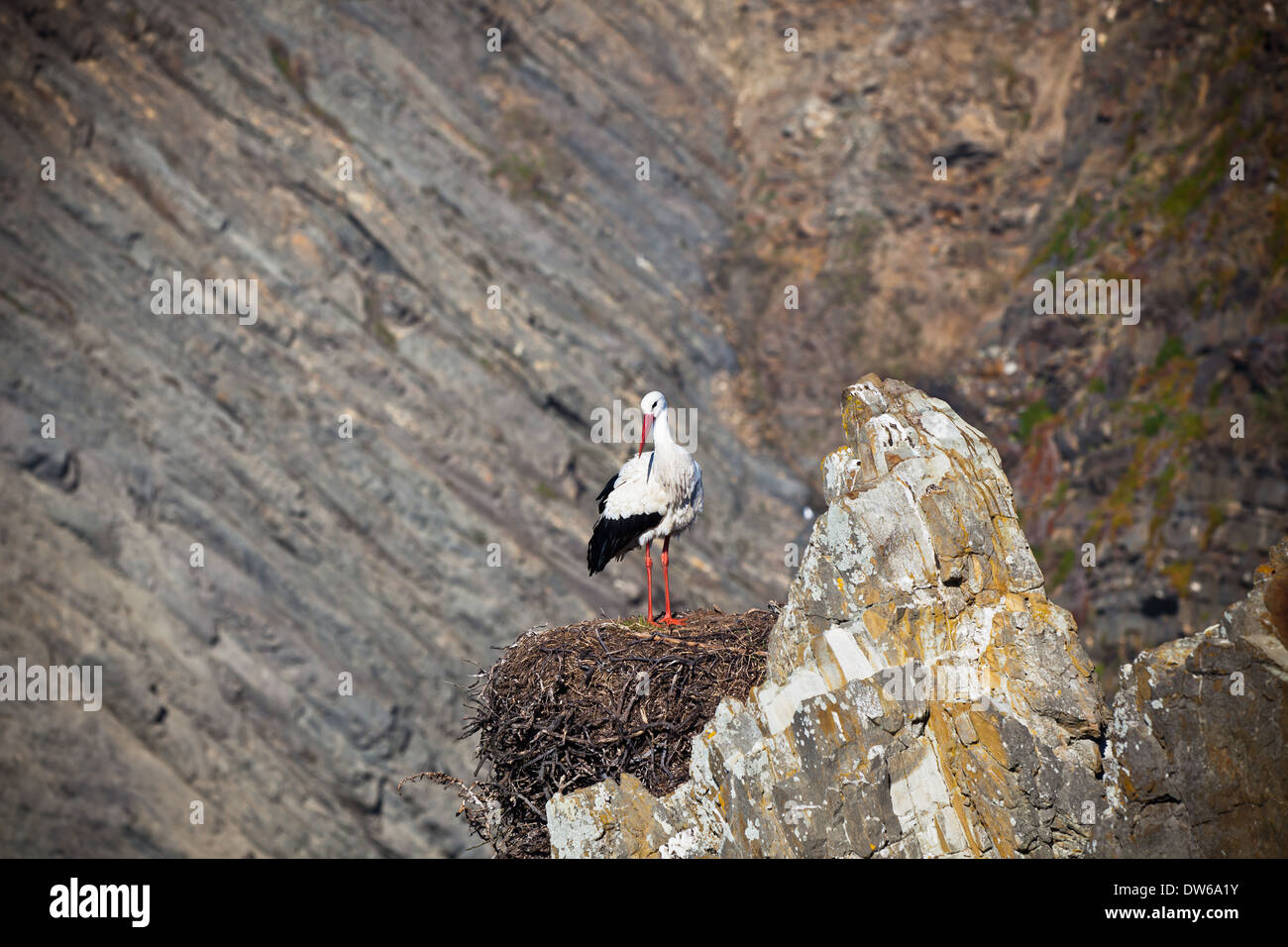 White stork nesting portugal hi-res stock photography and images - Alamy