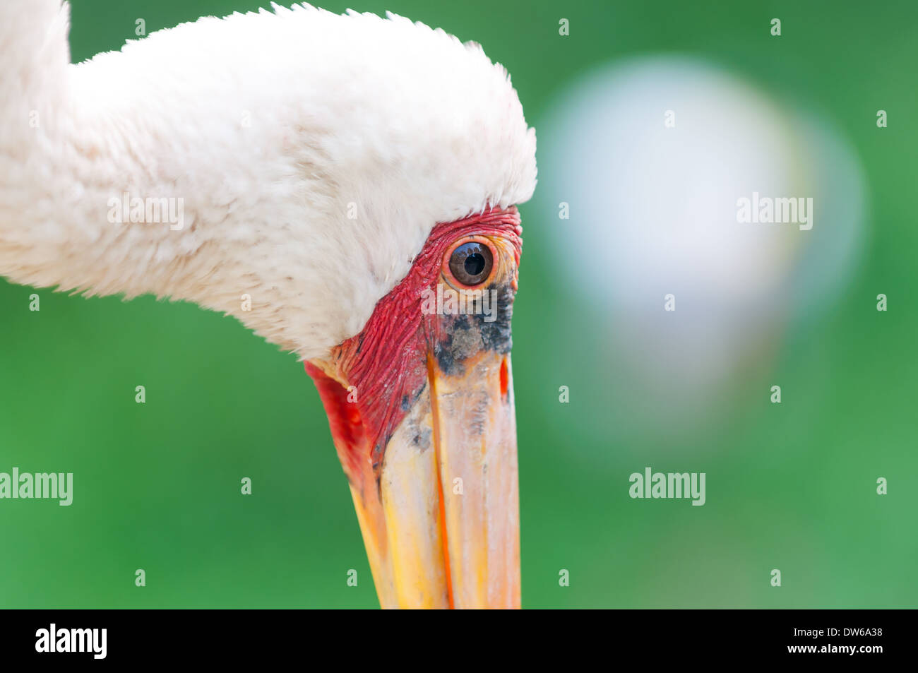 A yellow billed stork hi-res stock photography and images - Alamy