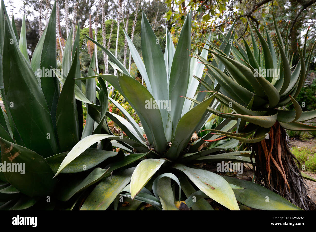 agave americana alcatraz garden west side gardens jail penitentiary ...