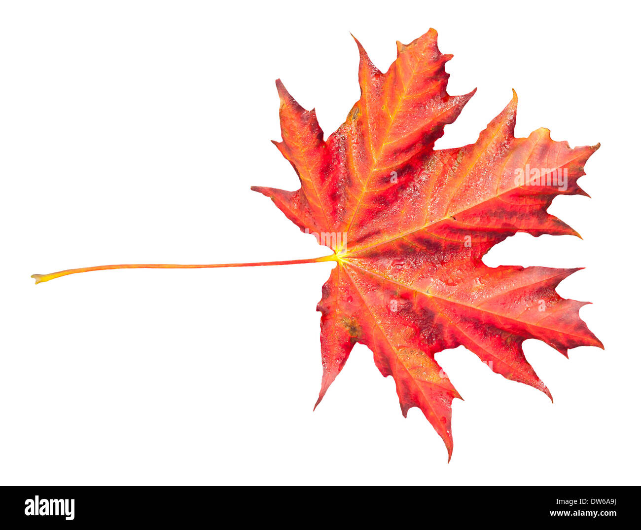 Large red maple leaf isolated to white background Stock Photo - Alamy