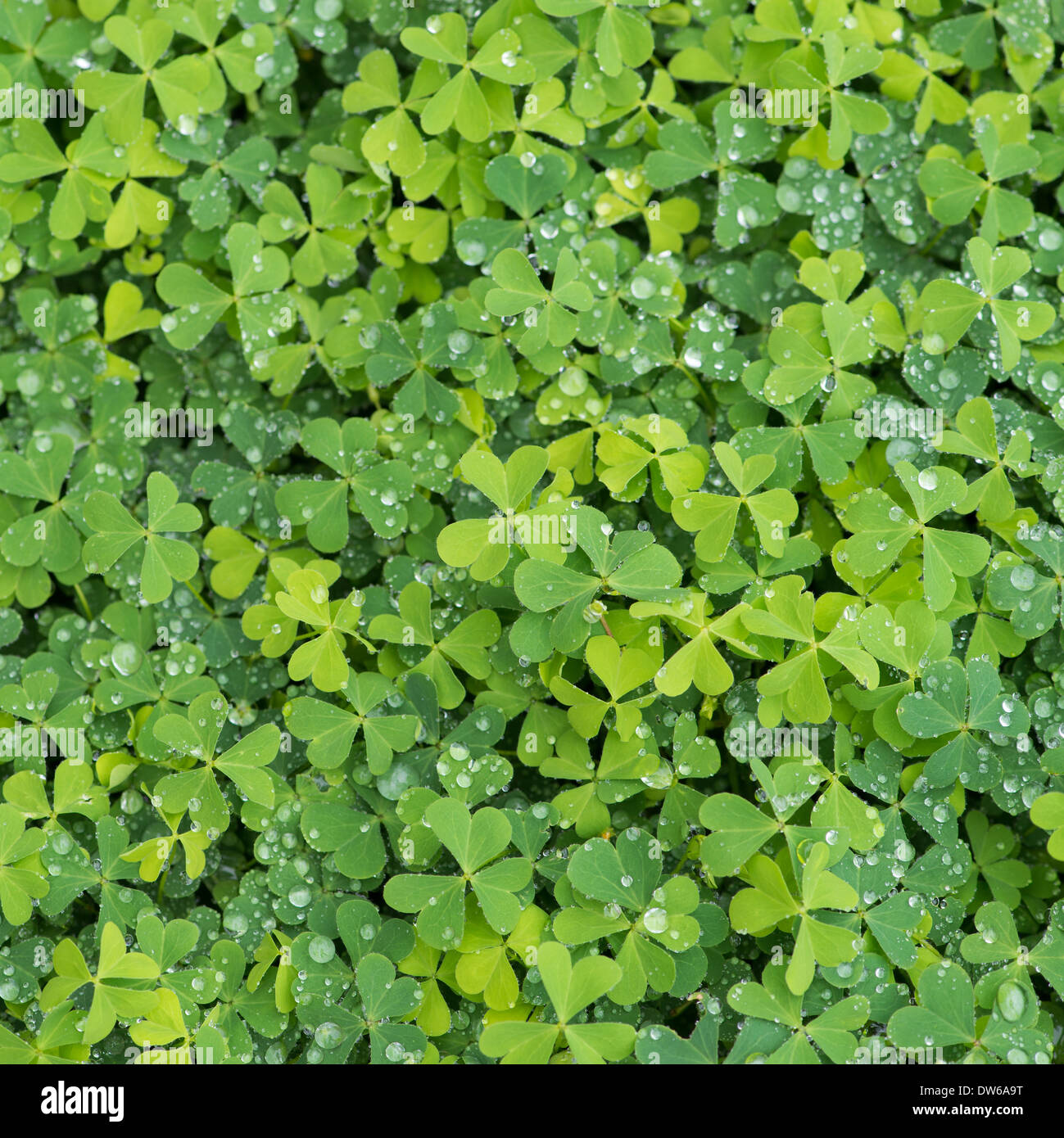 green clover background Stock Photo - Alamy
