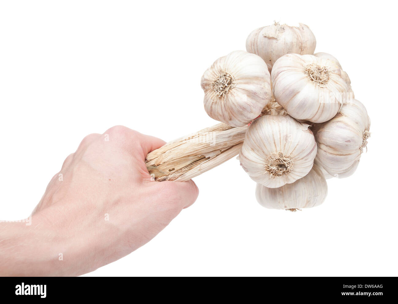 Garlic bunch in hand isolated to white background Stock Photo - Alamy