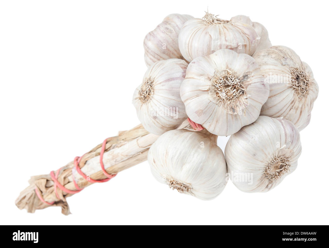 Isolated garlic bunch on white background Stock Photo - Alamy