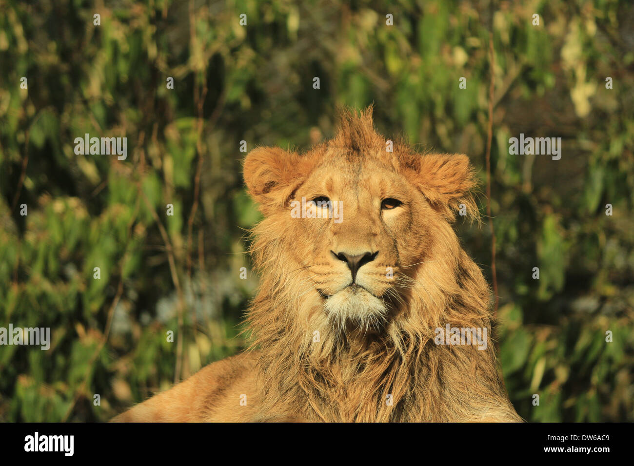 Amber Eyes - lion Stock Photo - Alamy