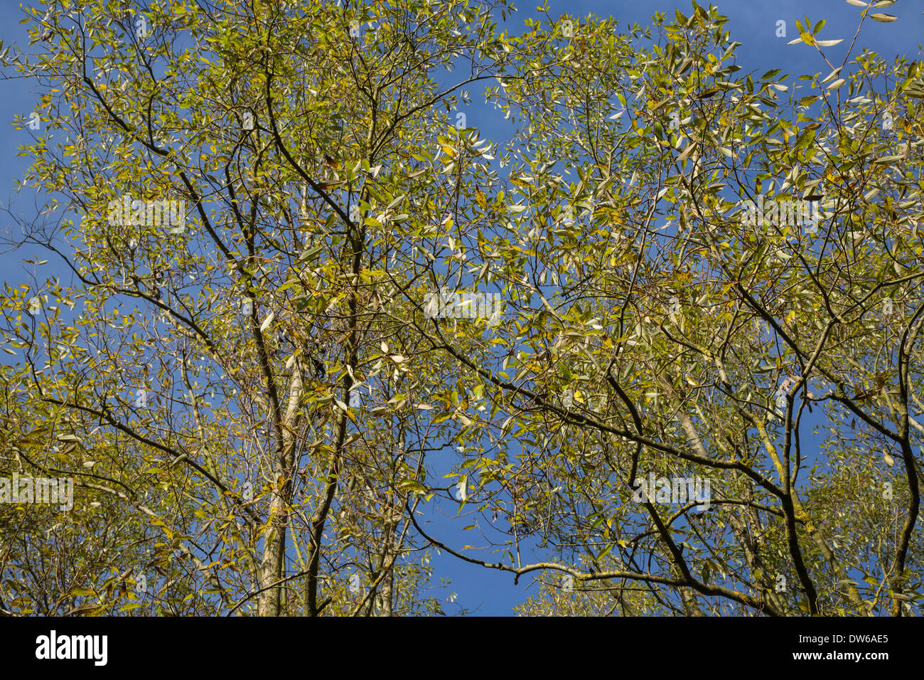 Looking up through the branches an leaves of a tree too a clear blue ...