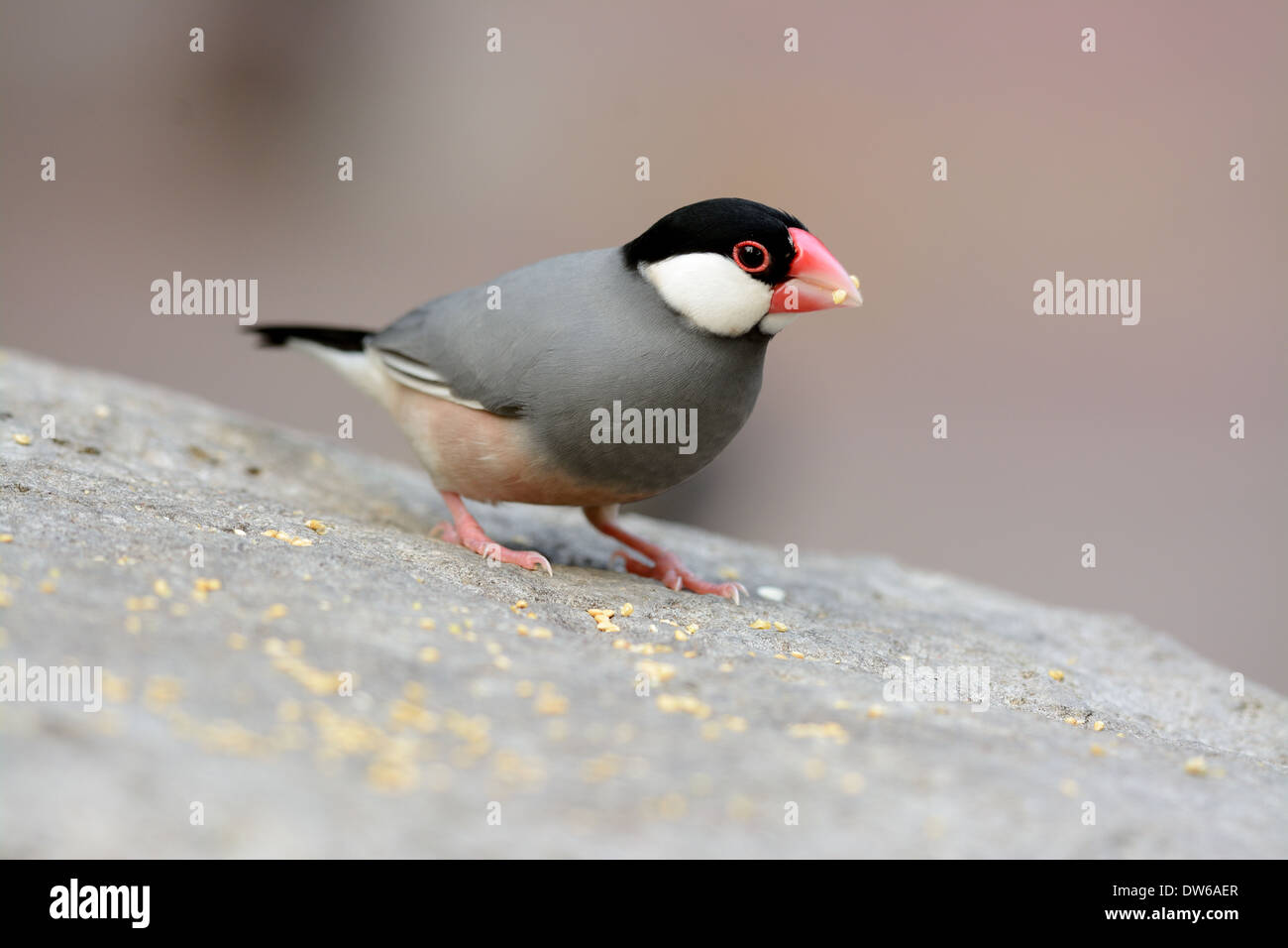 White java sparrow hi-res stock photography and images - Alamy