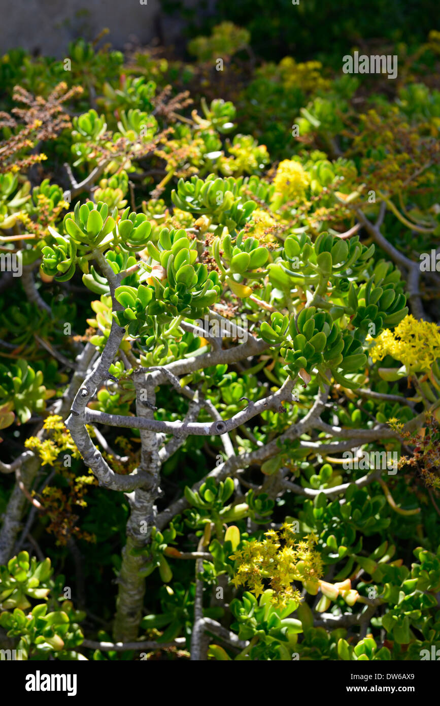 alcatraz garden flowers flower flowering succulents money plant jail ...