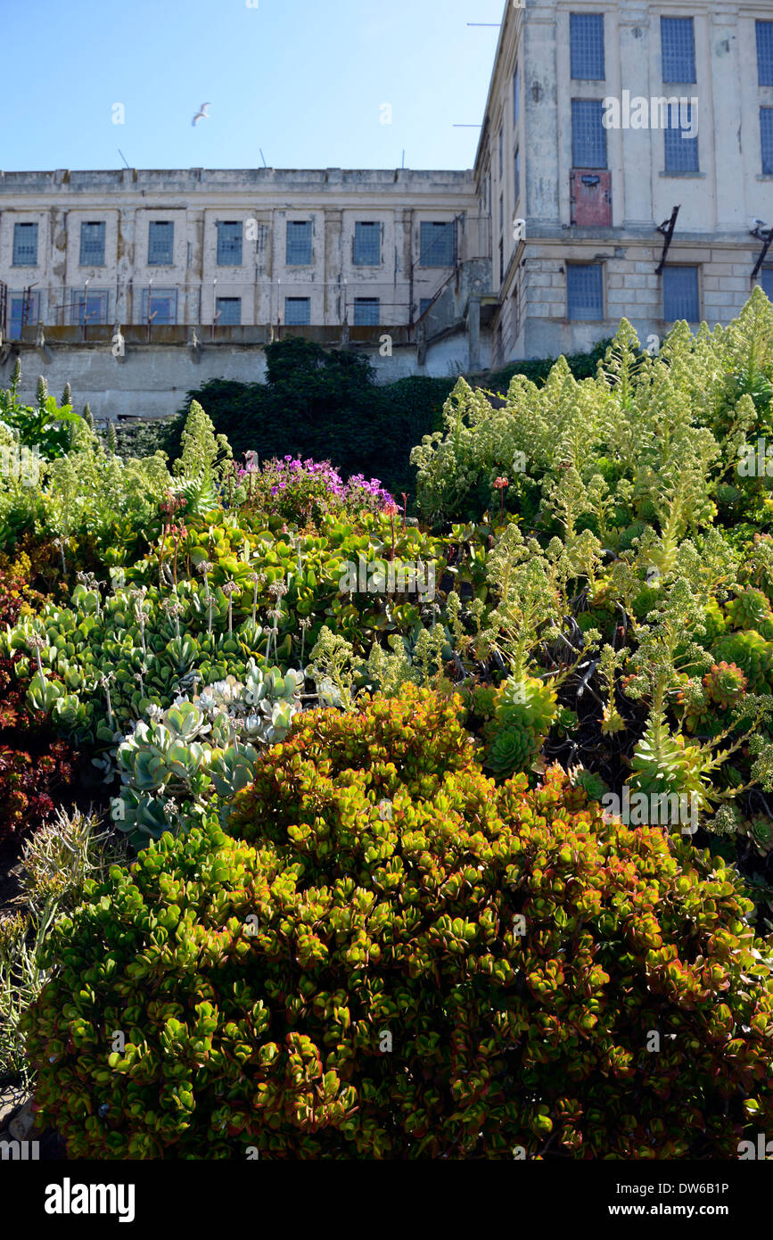 alcatraz garden flowers flower flowering succulents jail penitentiary ...