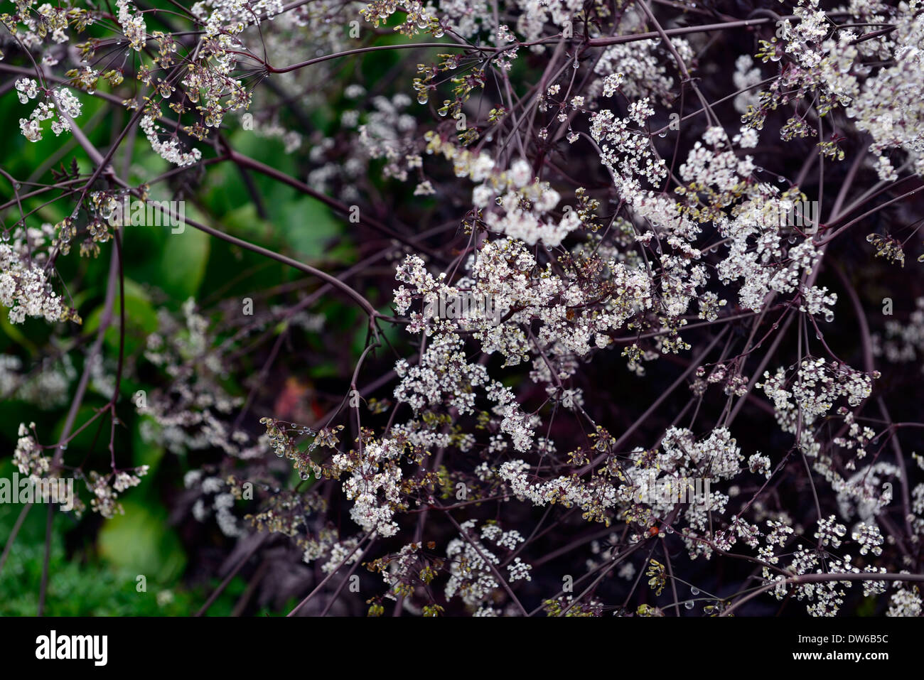 anthriscus sylvestris ravenswing purple leaves foliage white flowers ...