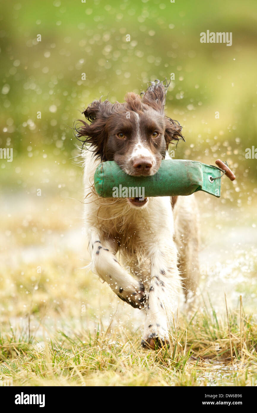 English springer spaniel with dummy hi-res stock photography and images ...