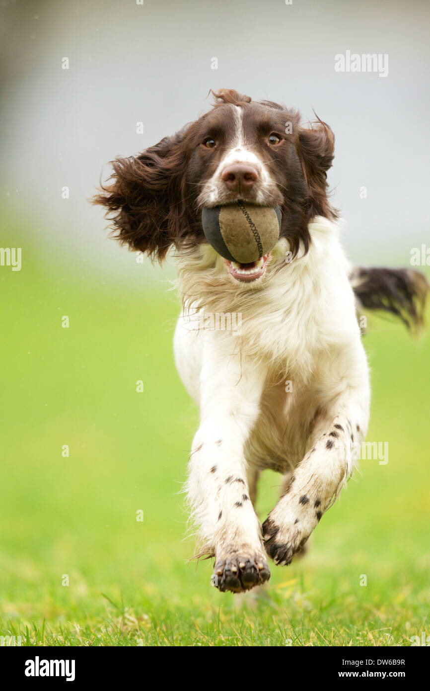 Training spaniel hi-res stock photography and images - Alamy