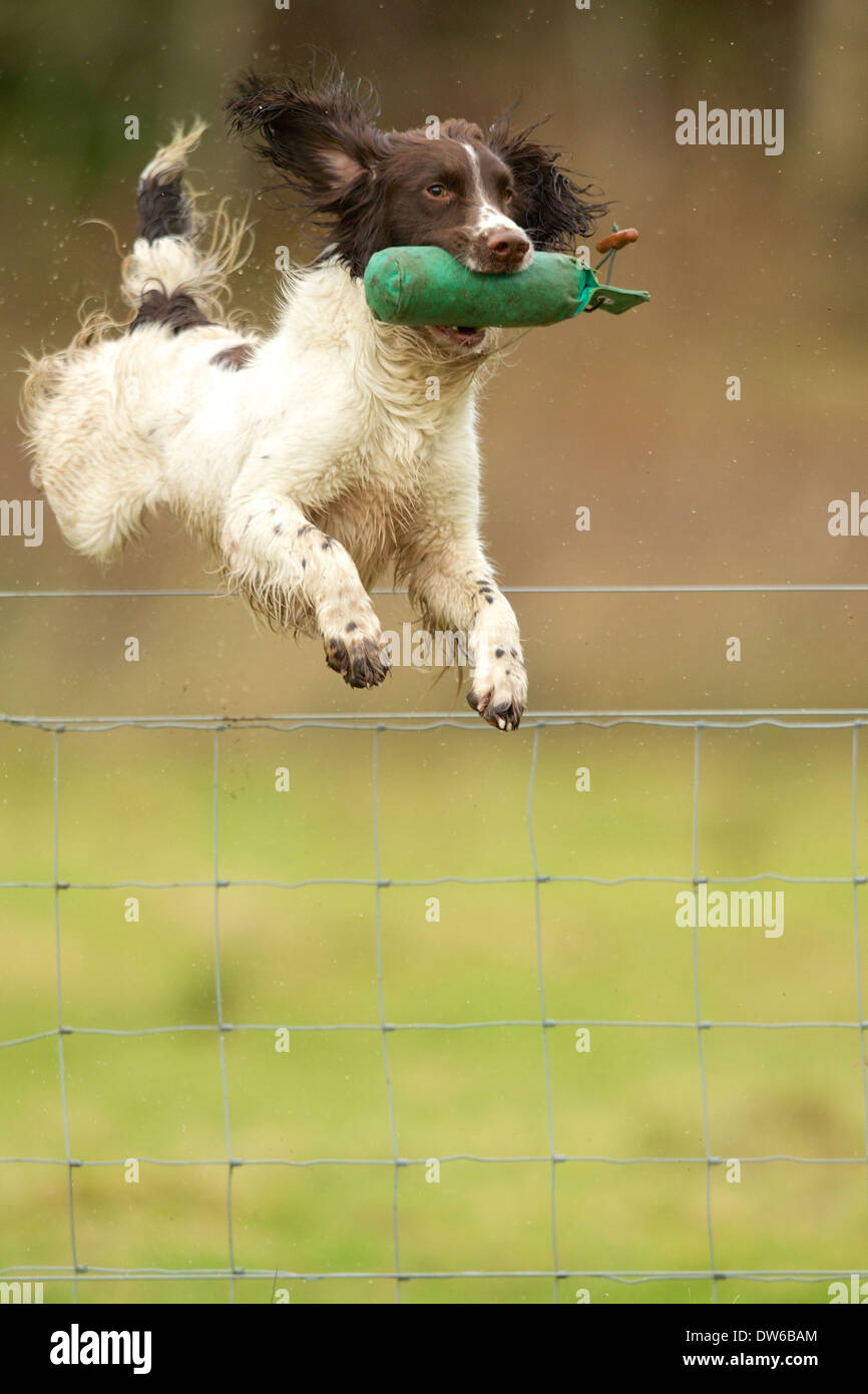 English springer spaniel jumping a fence whilst retrieving a training ...