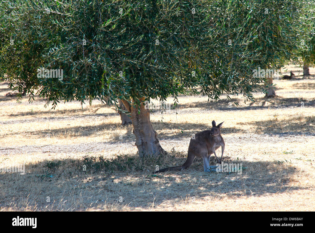 Kangaroo under an Olive tree Stock Photo - Alamy