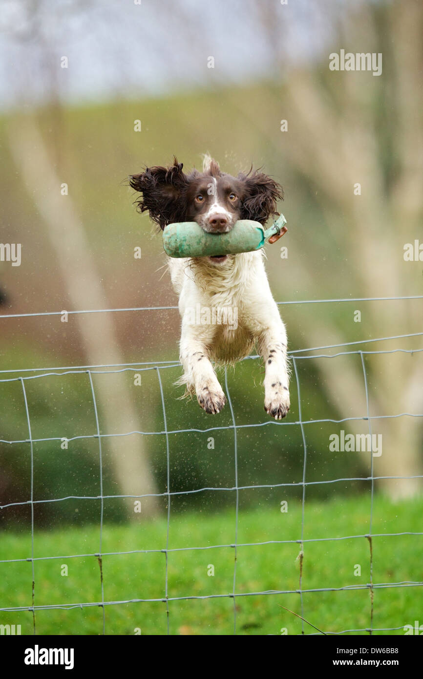 English springer spaniel jumping a fence whilst retrieving a training ...