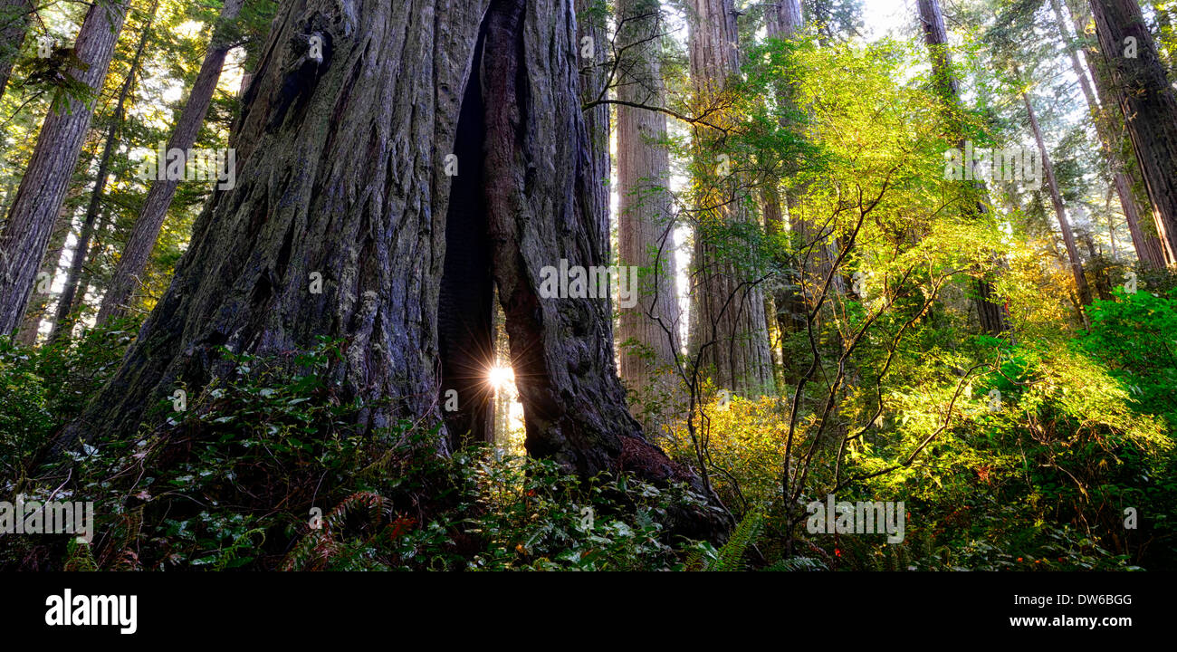 Redwood trees sunlight hi-res stock photography and images - Alamy