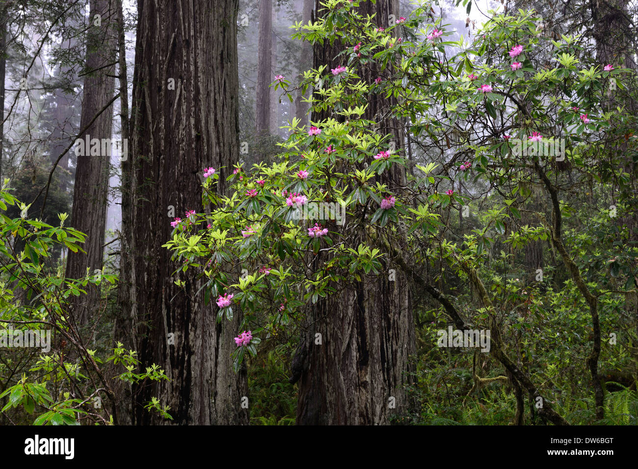 rhododendron flowers rhododendrons flower redwood trunk del norte ...