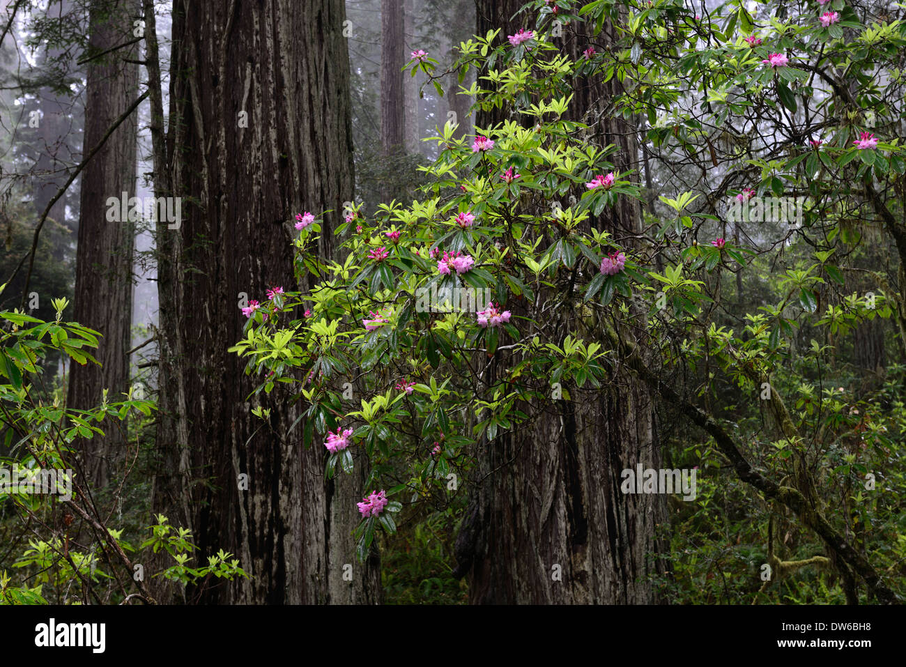 rhododendron flowers rhododendrons flower redwood trunk del norte ...