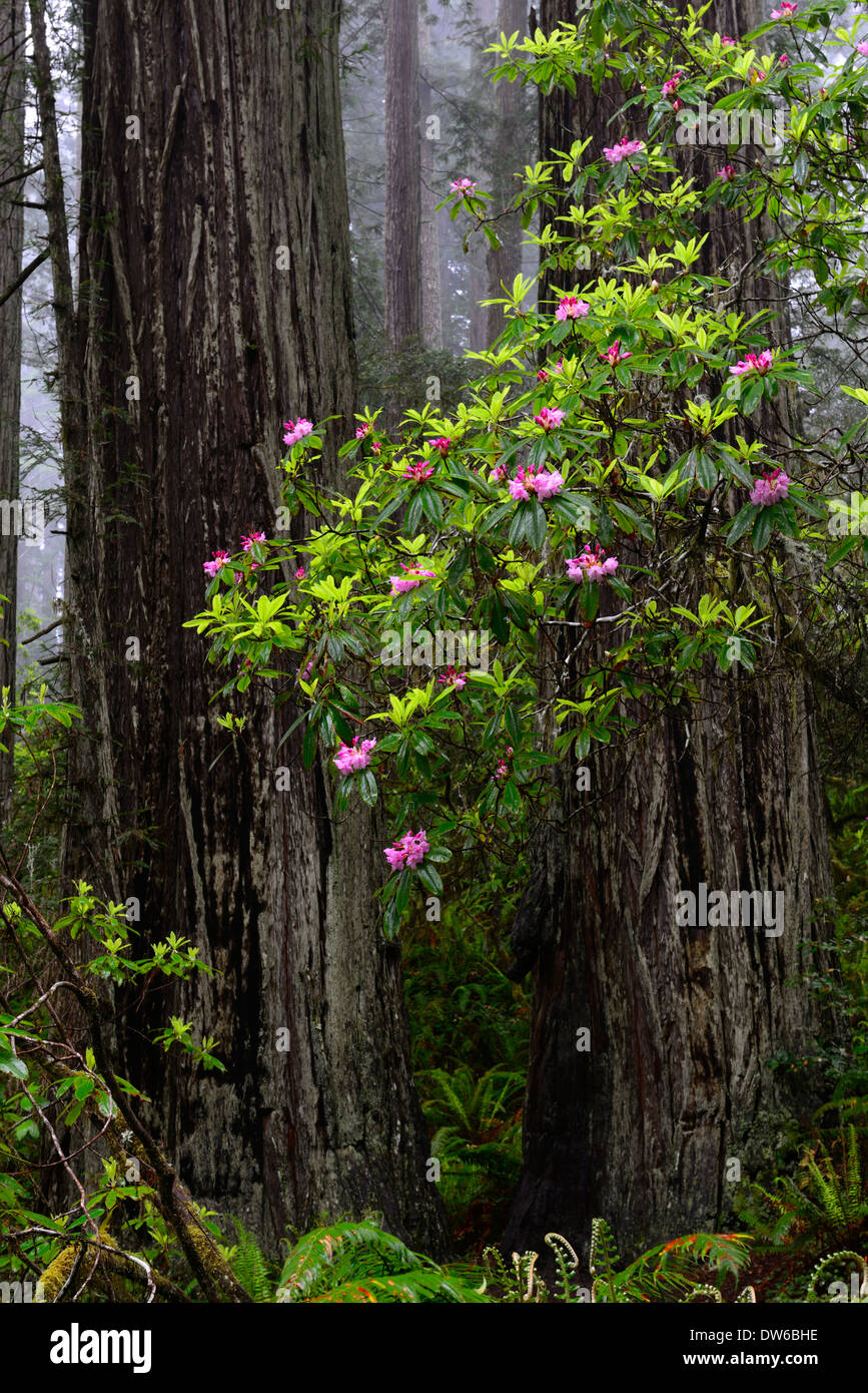 rhododendron flowers rhododendrons flower redwood trunk del norte ...