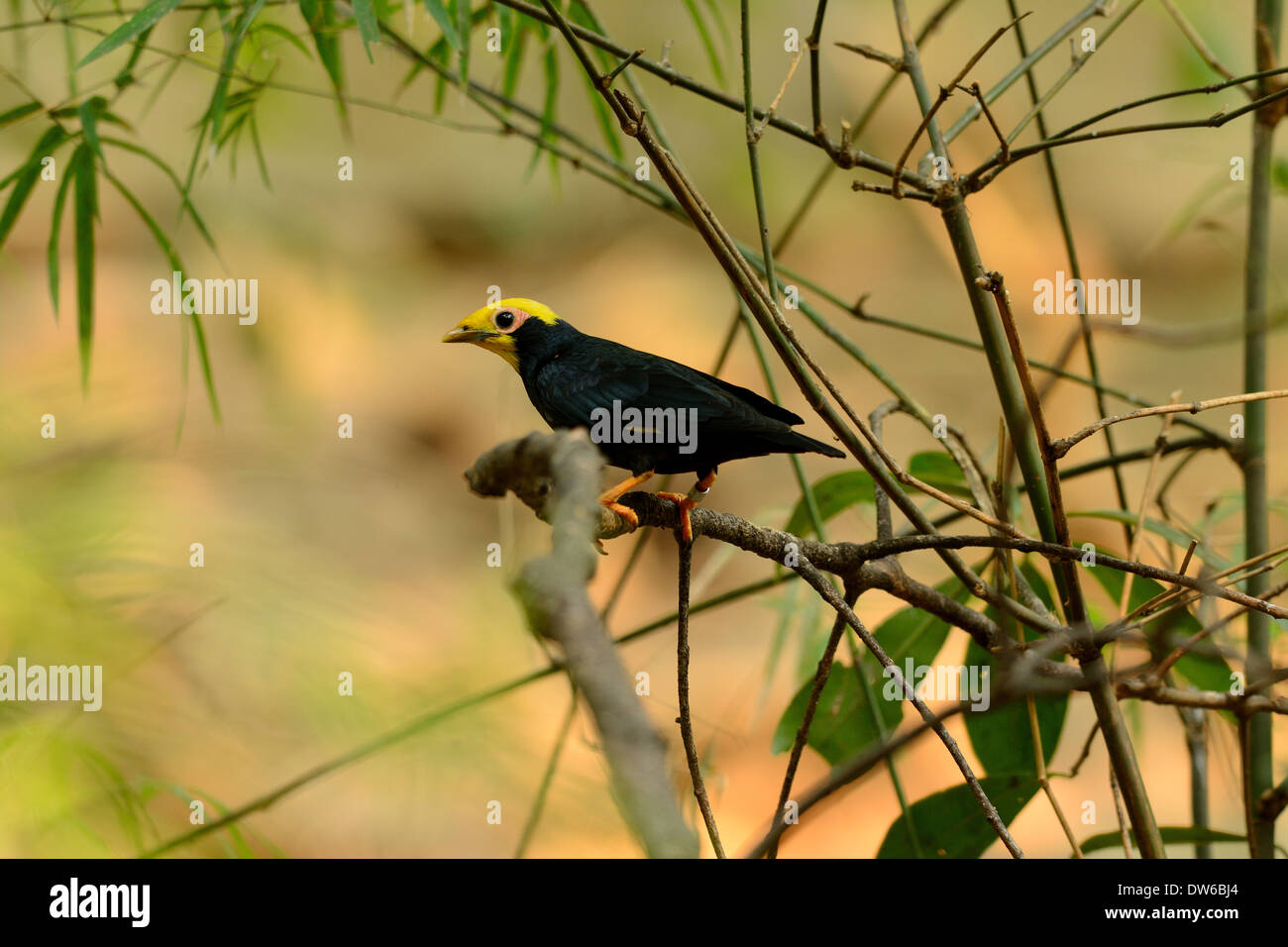 beautiful male Golden-crested Myna (Ampeliceps coronatus) in Thai ...