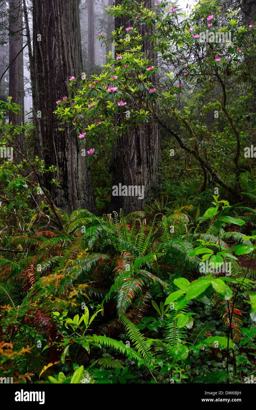 rhododendron flowers rhododendrons flower redwood trunk del norte ...
