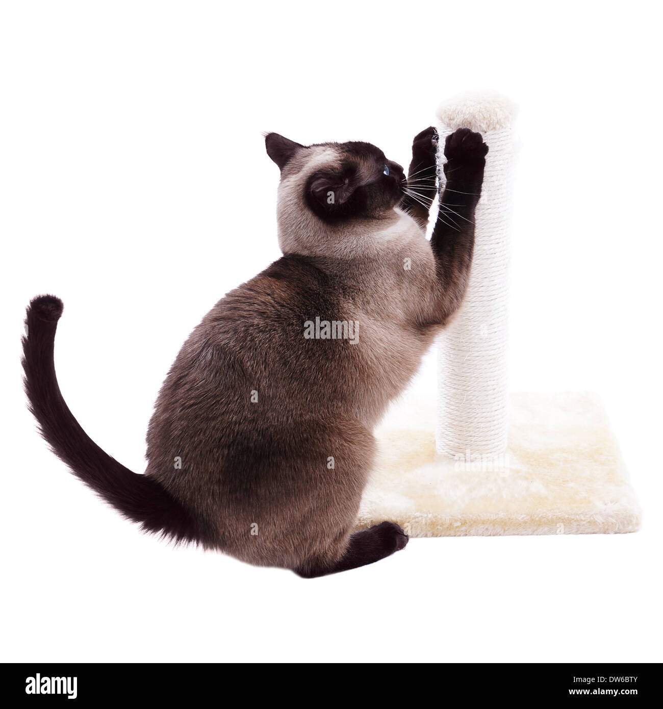 Cat tree furniture Cut Out Stock Images & Pictures - Alamy