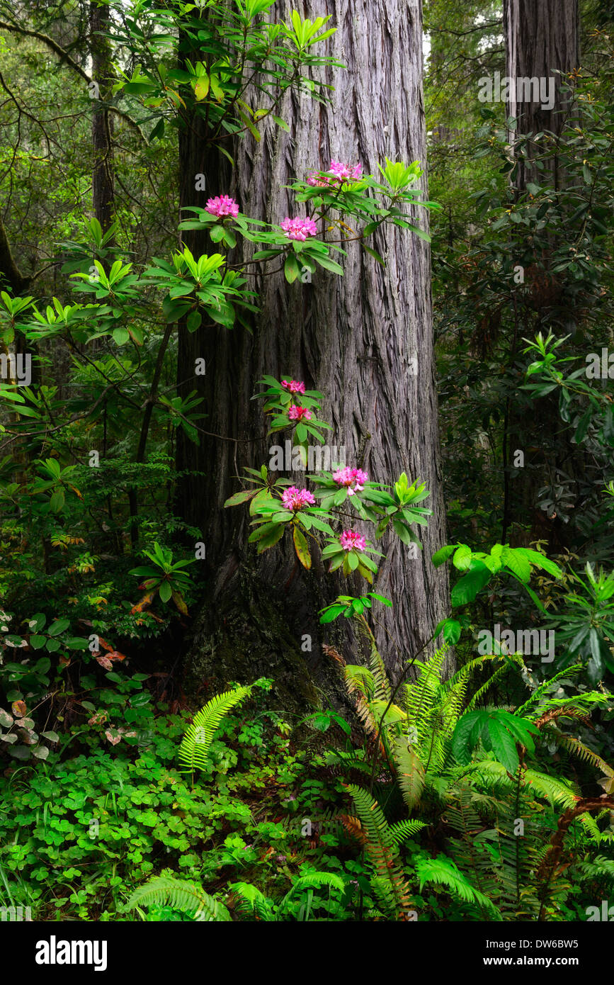 rhododendron flowers rhododendrons flower redwood trunk del norte ...