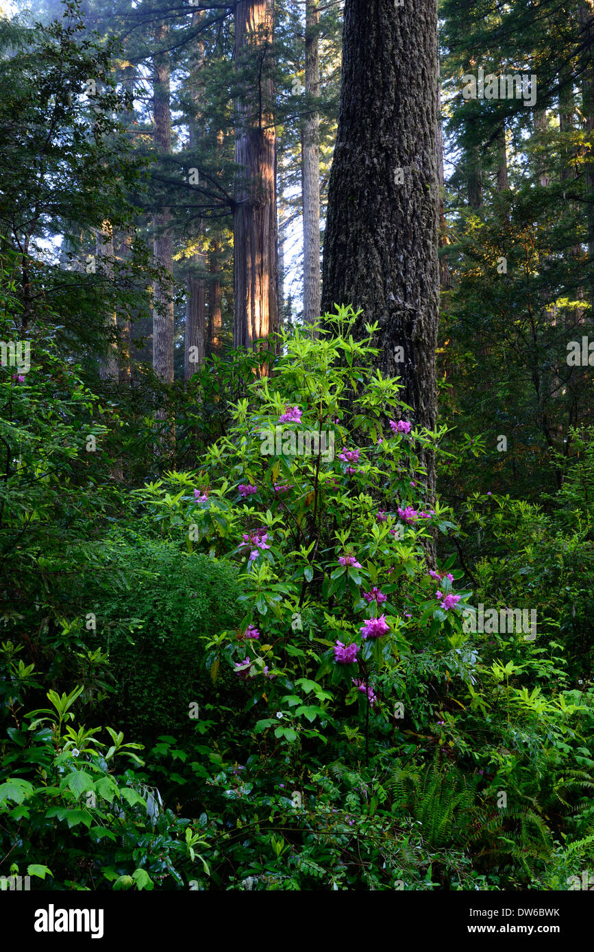 rhododendron flowers rhododendrons flower redwood trunk del norte ...
