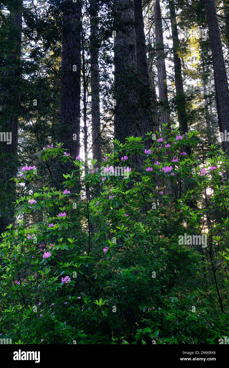 rhododendron flowers rhododendrons flower redwood trunk del norte ...