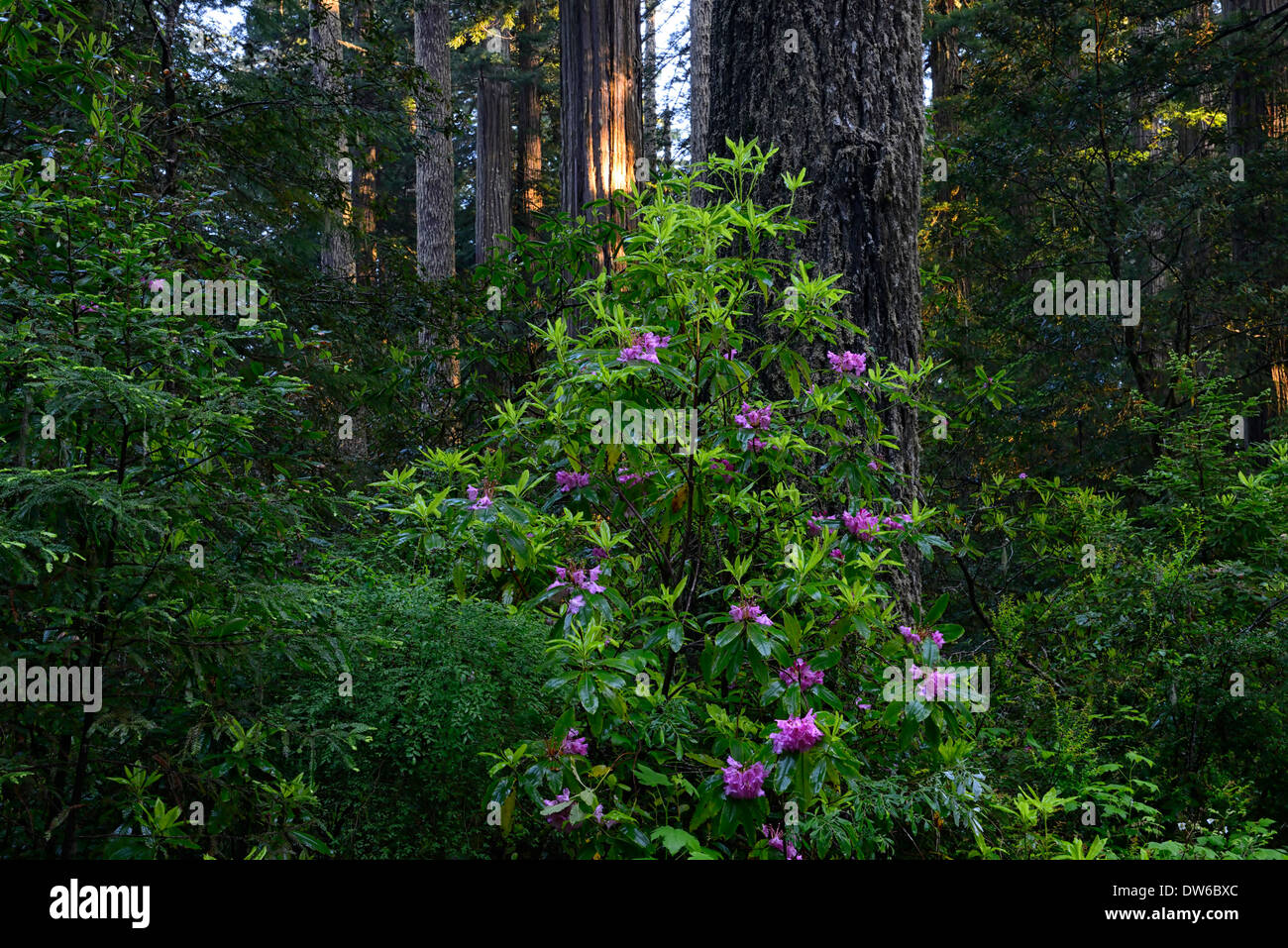 rhododendron flowers rhododendrons flower redwood trunk del norte ...