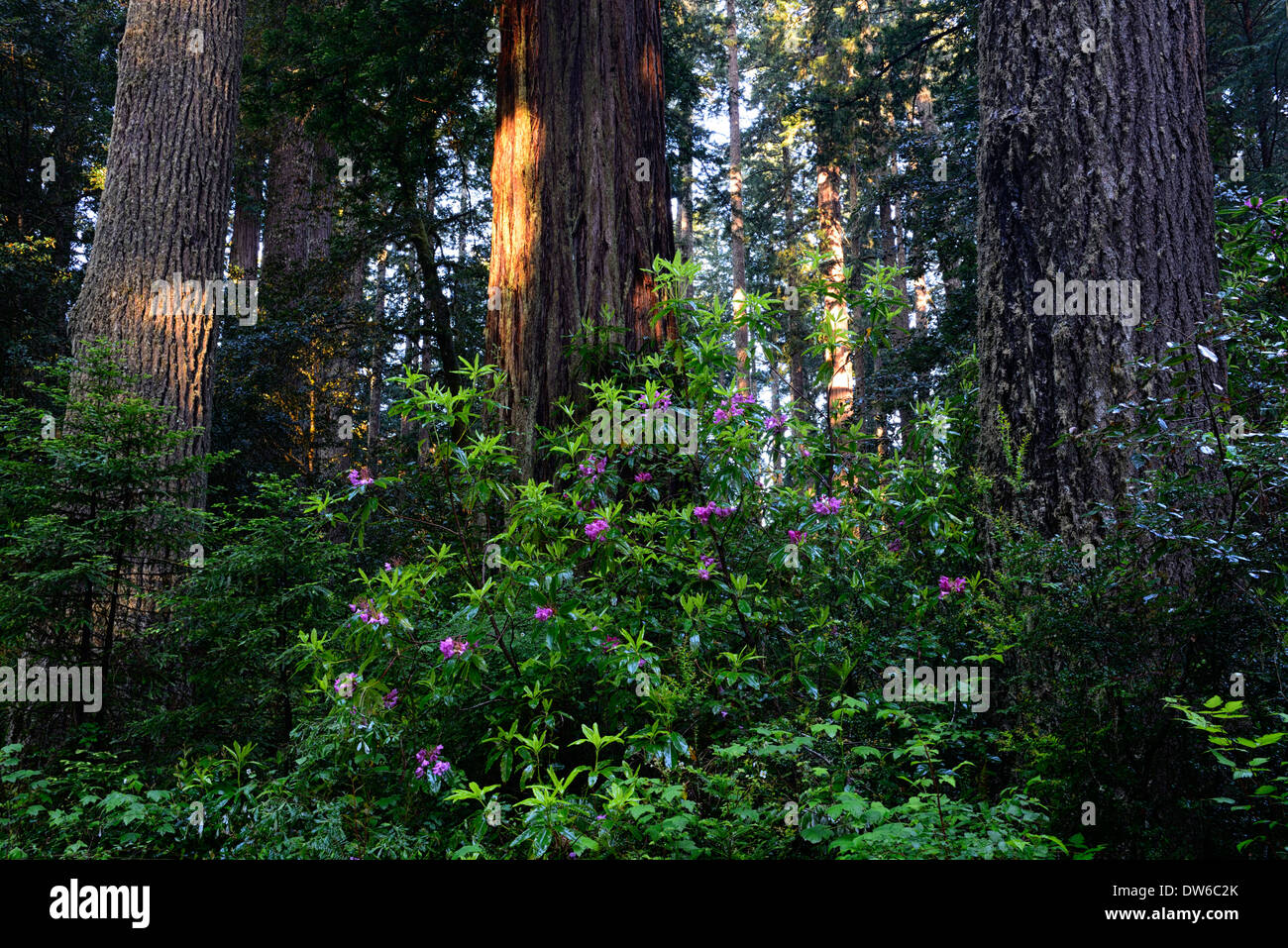 rhododendron flowers rhododendrons flower redwood trunk del norte ...