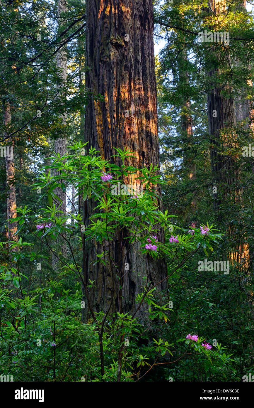 rhododendron flowers rhododendrons flower redwood trunk del norte ...