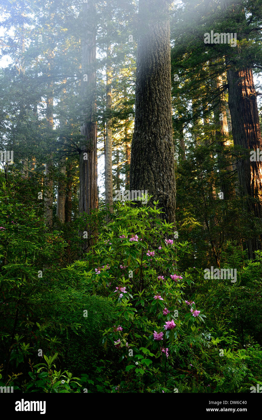 rhododendron flowers rhododendrons flower redwood trunk del norte ...