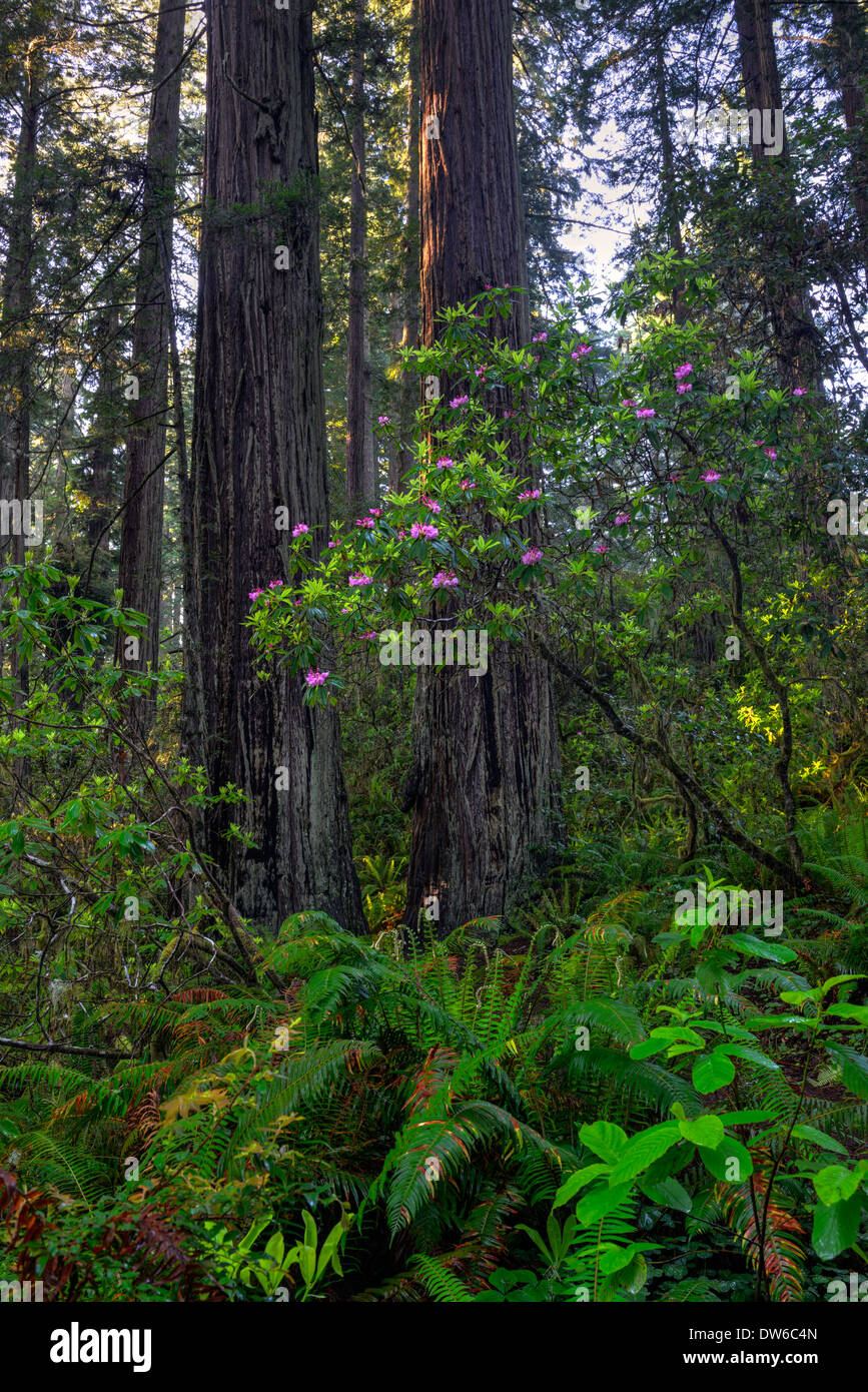 rhododendron flowers rhododendrons flower redwood trunk del norte ...