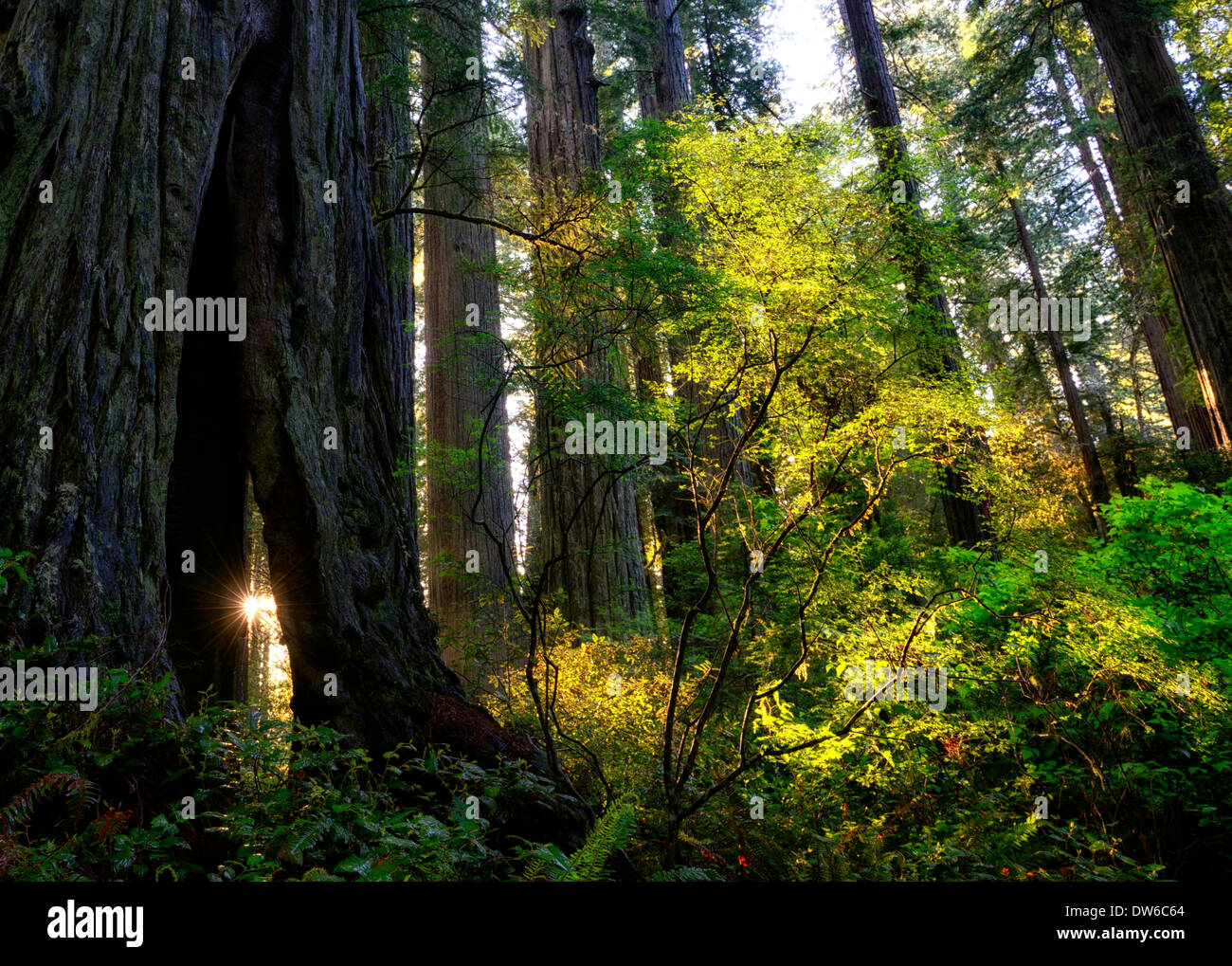 sunlight shining through split redwood trunk del norte coastal redwoods ...
