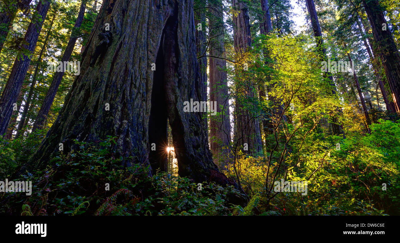 Redwood trunk damage hi-res stock photography and images - Alamy
