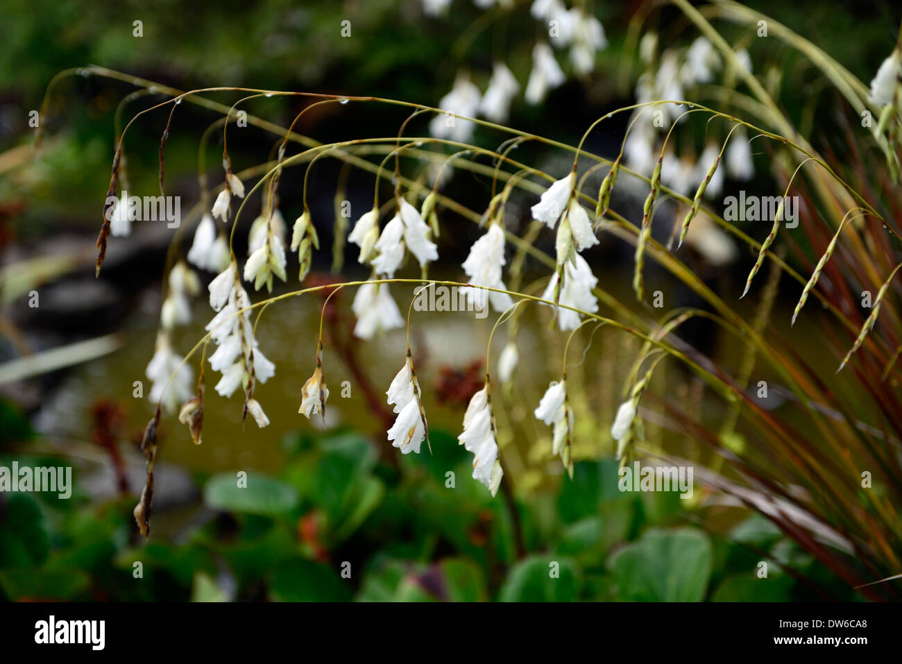 Dierama pulcherrimum angels fishing rod hi-res stock photography and ...