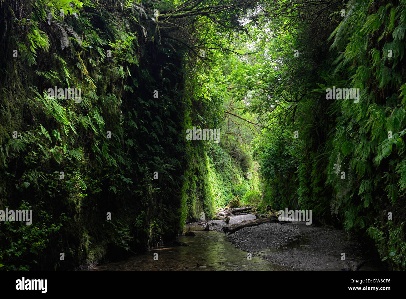 fern canyon maidenhair ferns moss cover covered walls wall cliff cliffs ...