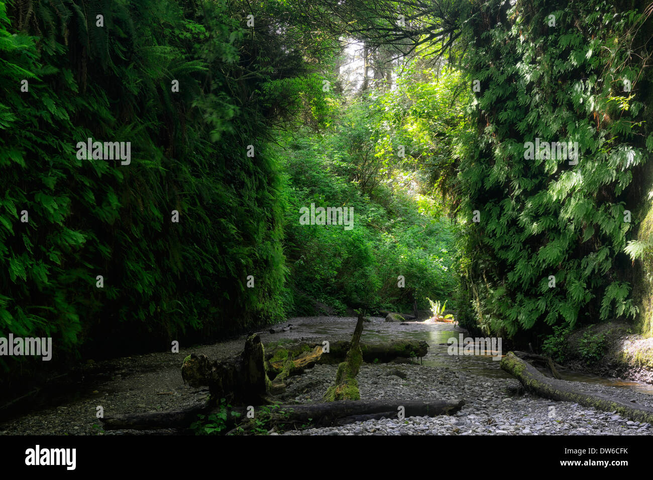 fern canyon maidenhair ferns moss cover covered walls wall cliff cliffs ...